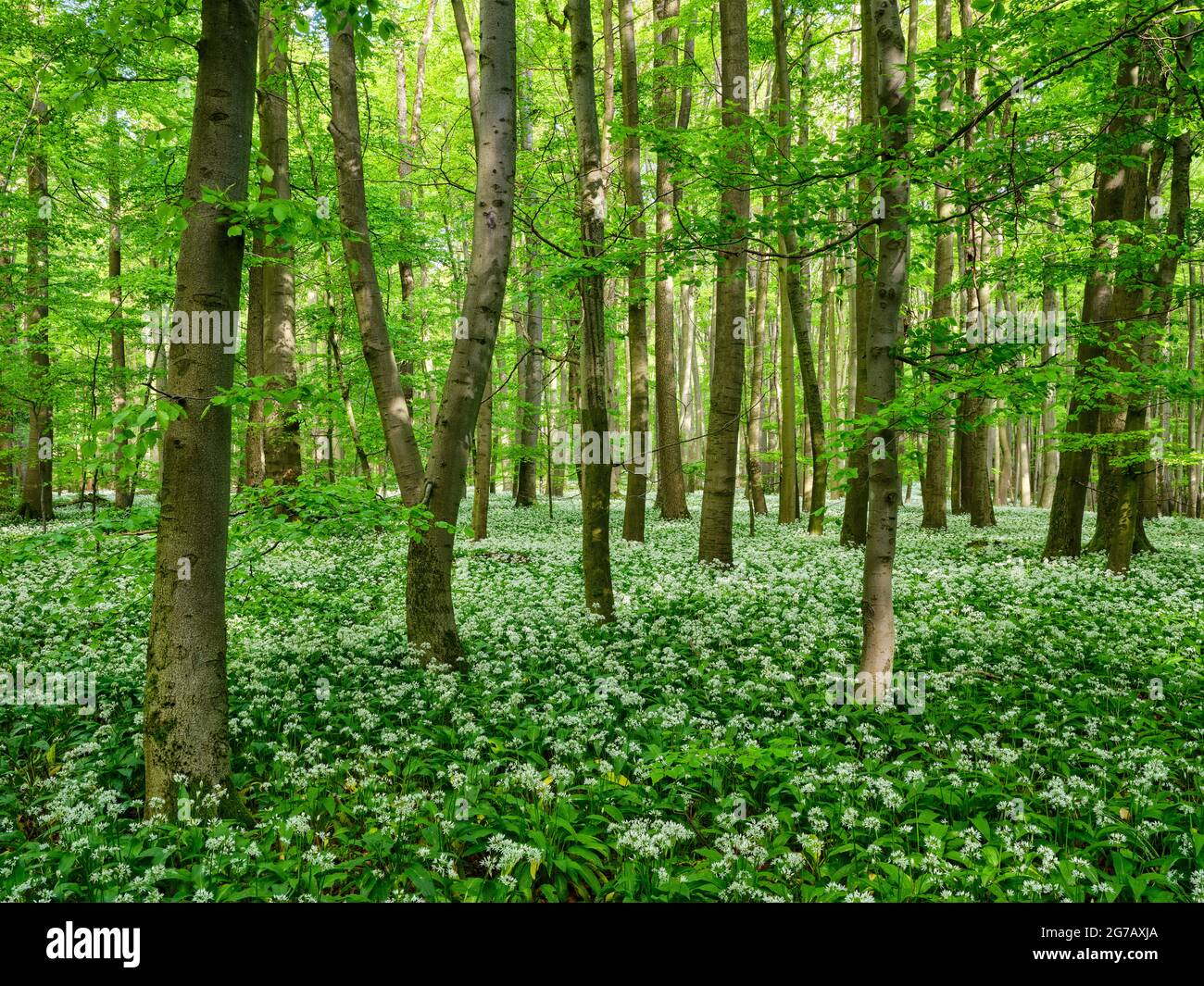 Beech, deciduous forest, forest, beech forest, primeval forest ...