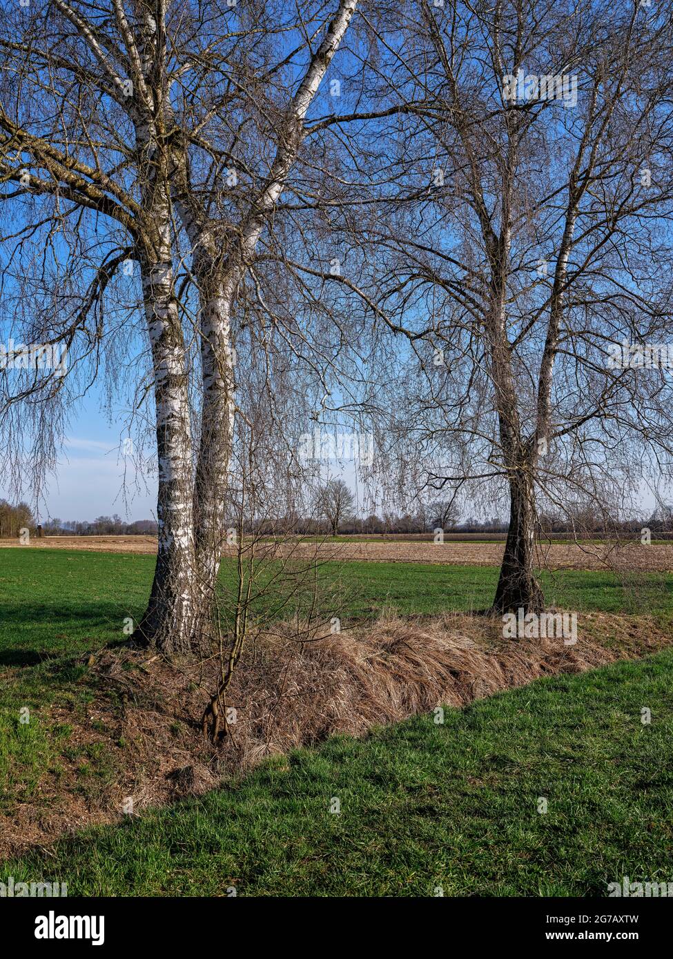Field, arable land, meadows, trees, rows of trees, hedges, agricultural ...