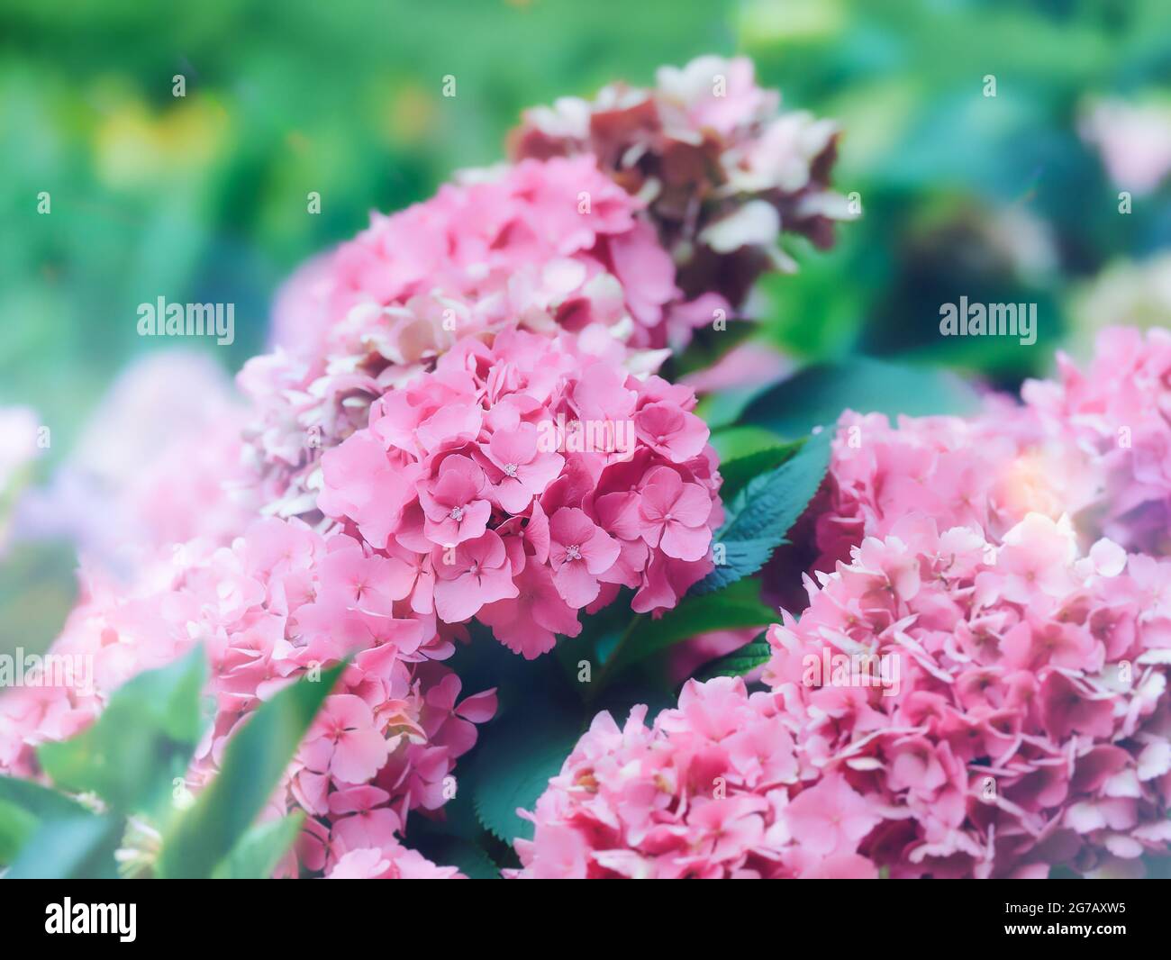Nature background with spring flowers. Selective and soft focus Stock ...