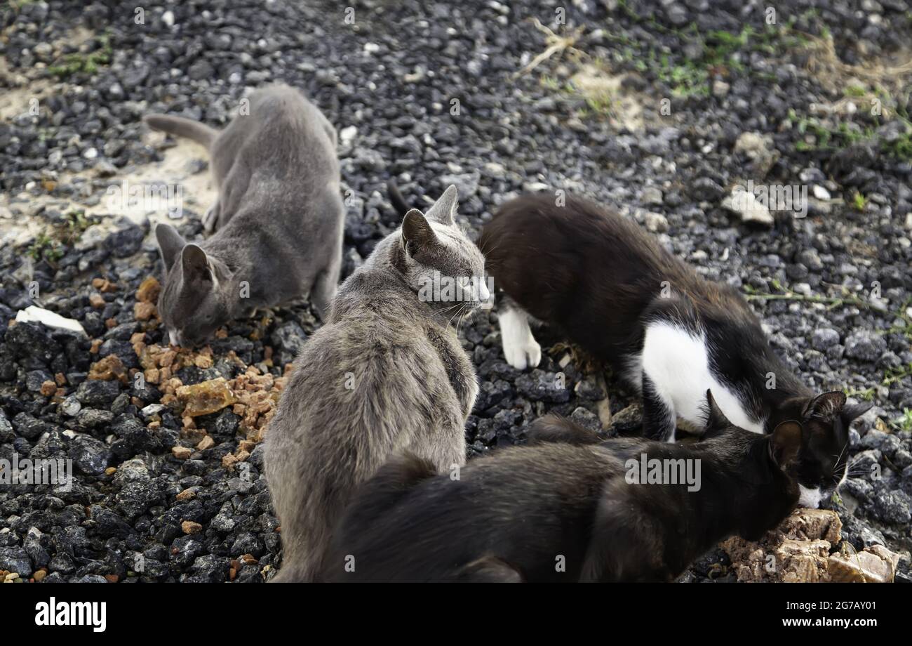 Homeless pets hi-res stock photography and images - Alamy