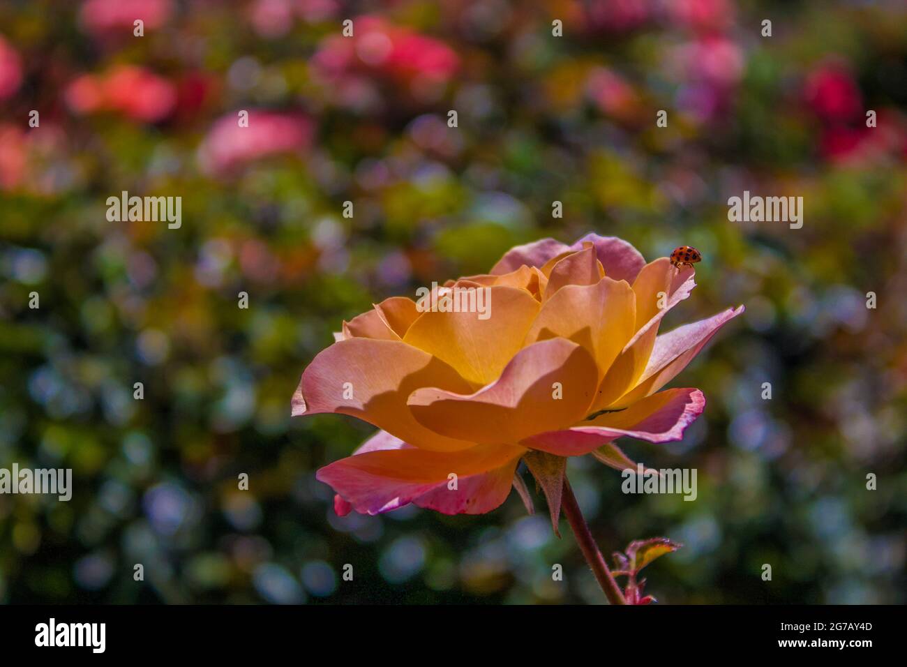Peach china rose hi-res stock photography and images - Alamy
