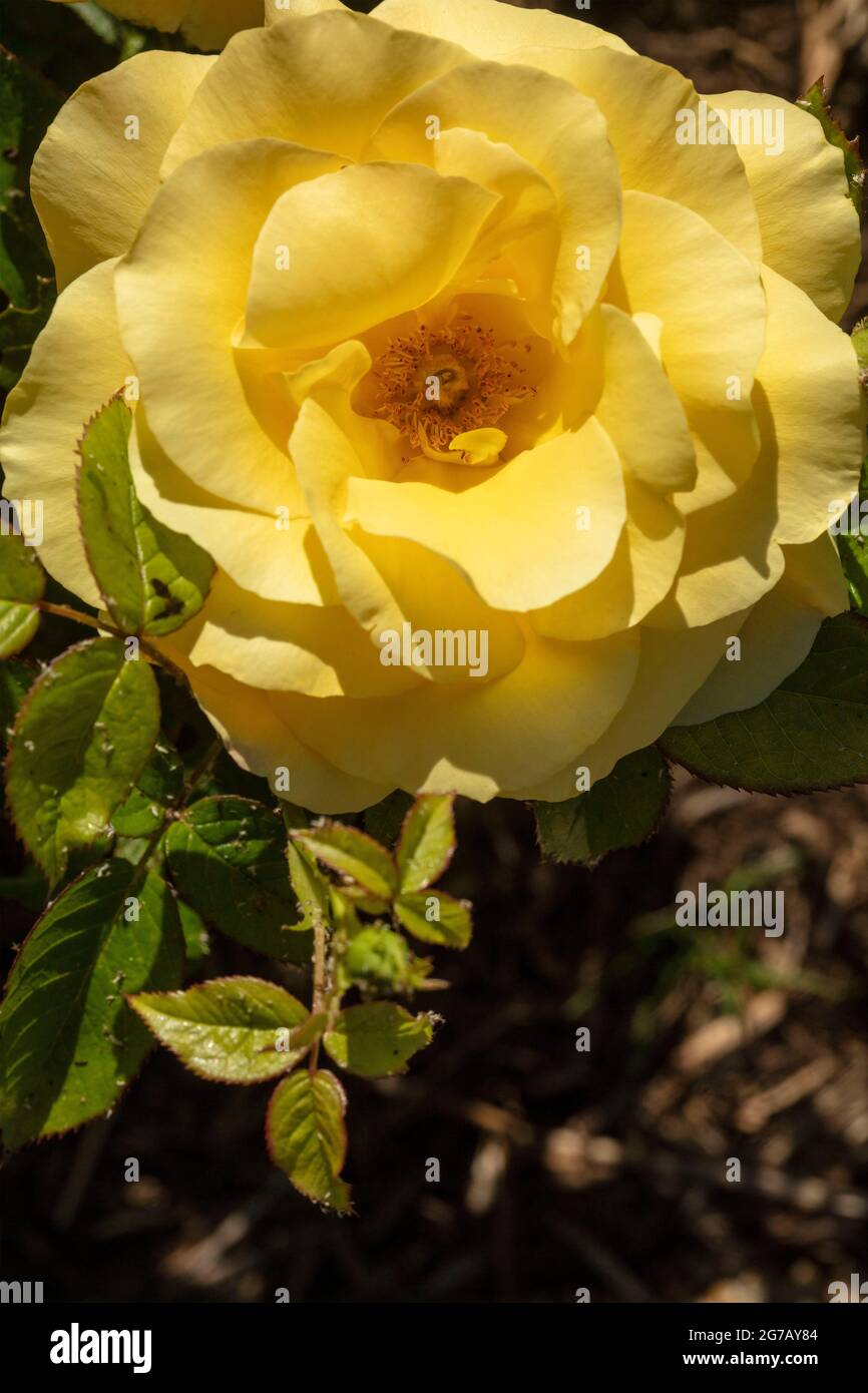 Rosa auguste victoria hi-res stock photography and images - Alamy
