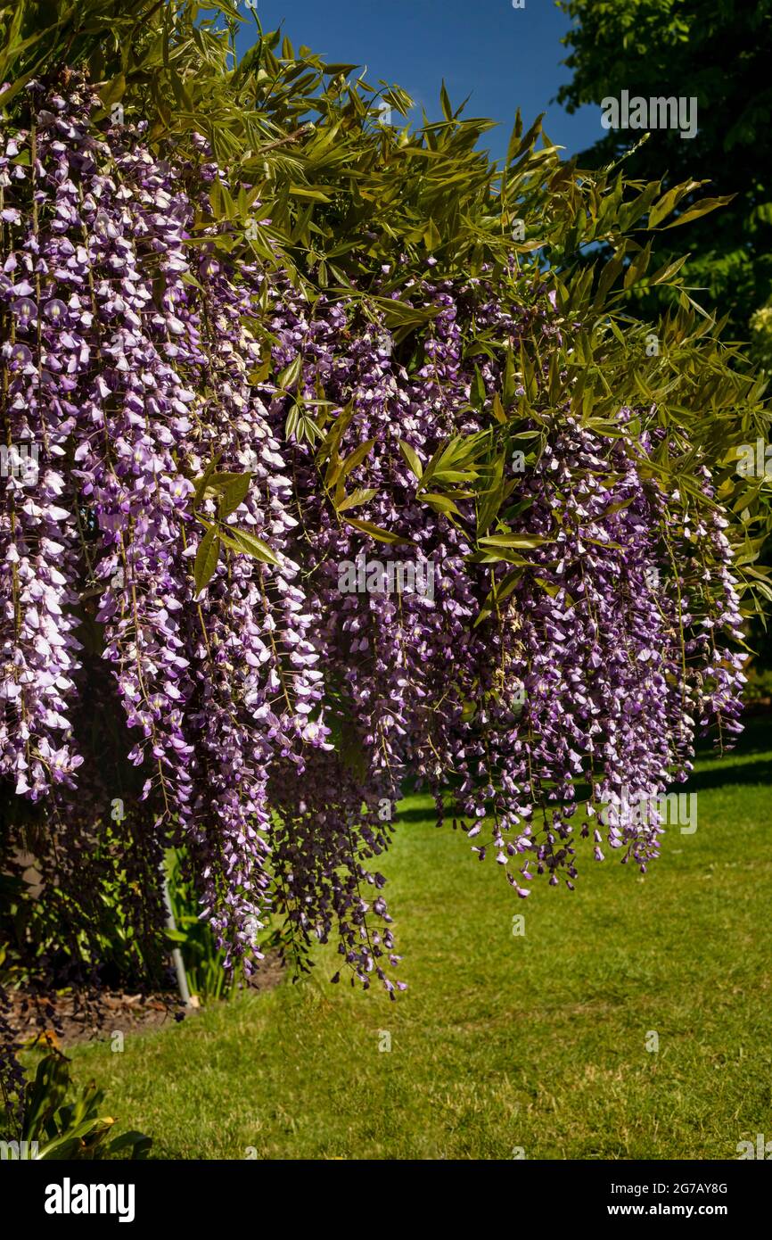 Wisteria seed pods hi-res stock photography and images - Alamy