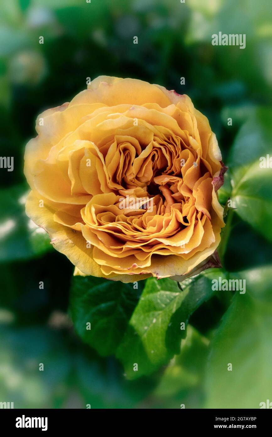 Beautiful Rosa Leah Tutu = ‘Hornavel’, rose - Leah Tutu bloom with out ...