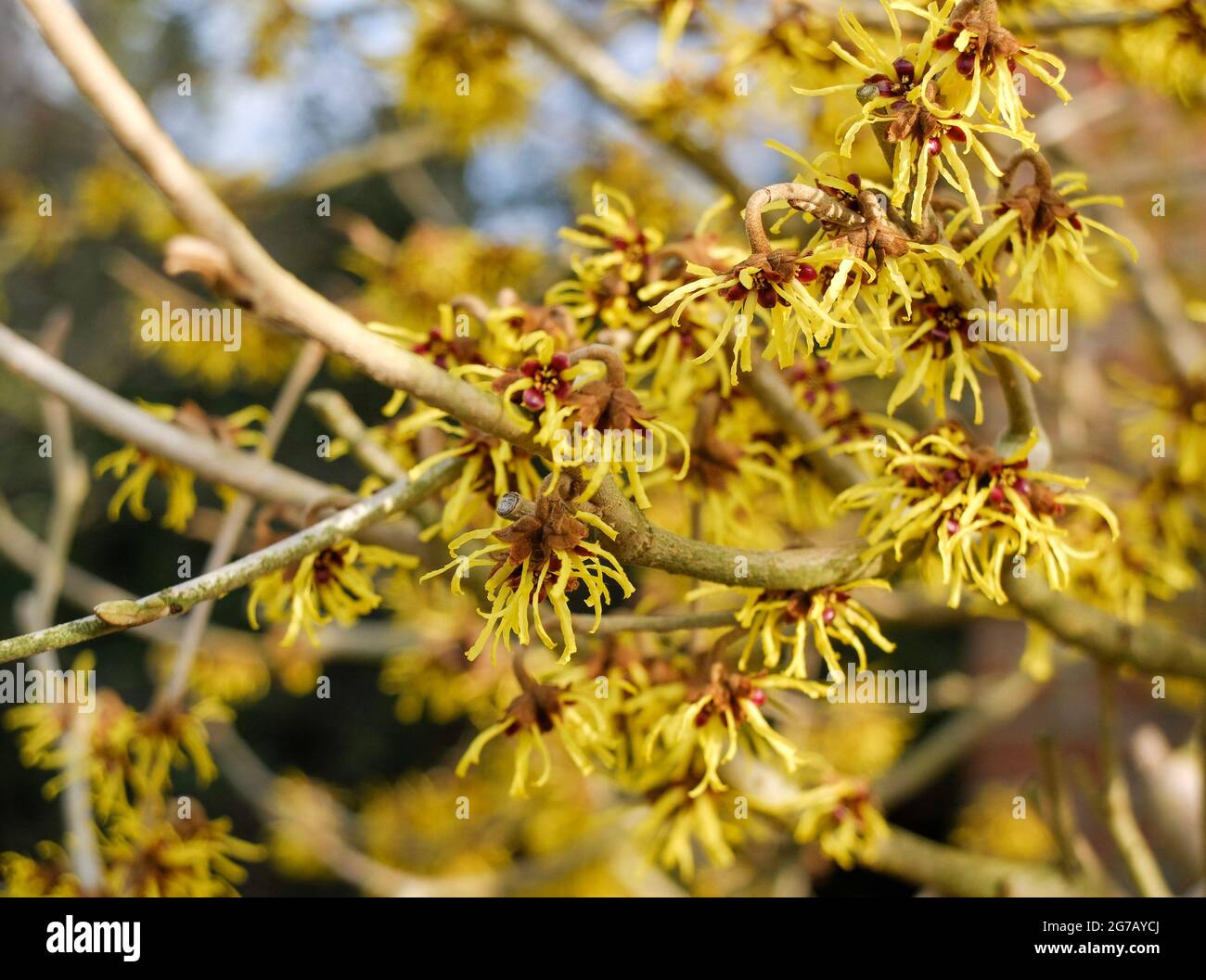 Yellow witch hazel (Hamamelis intermedia Stock Photo - Alamy