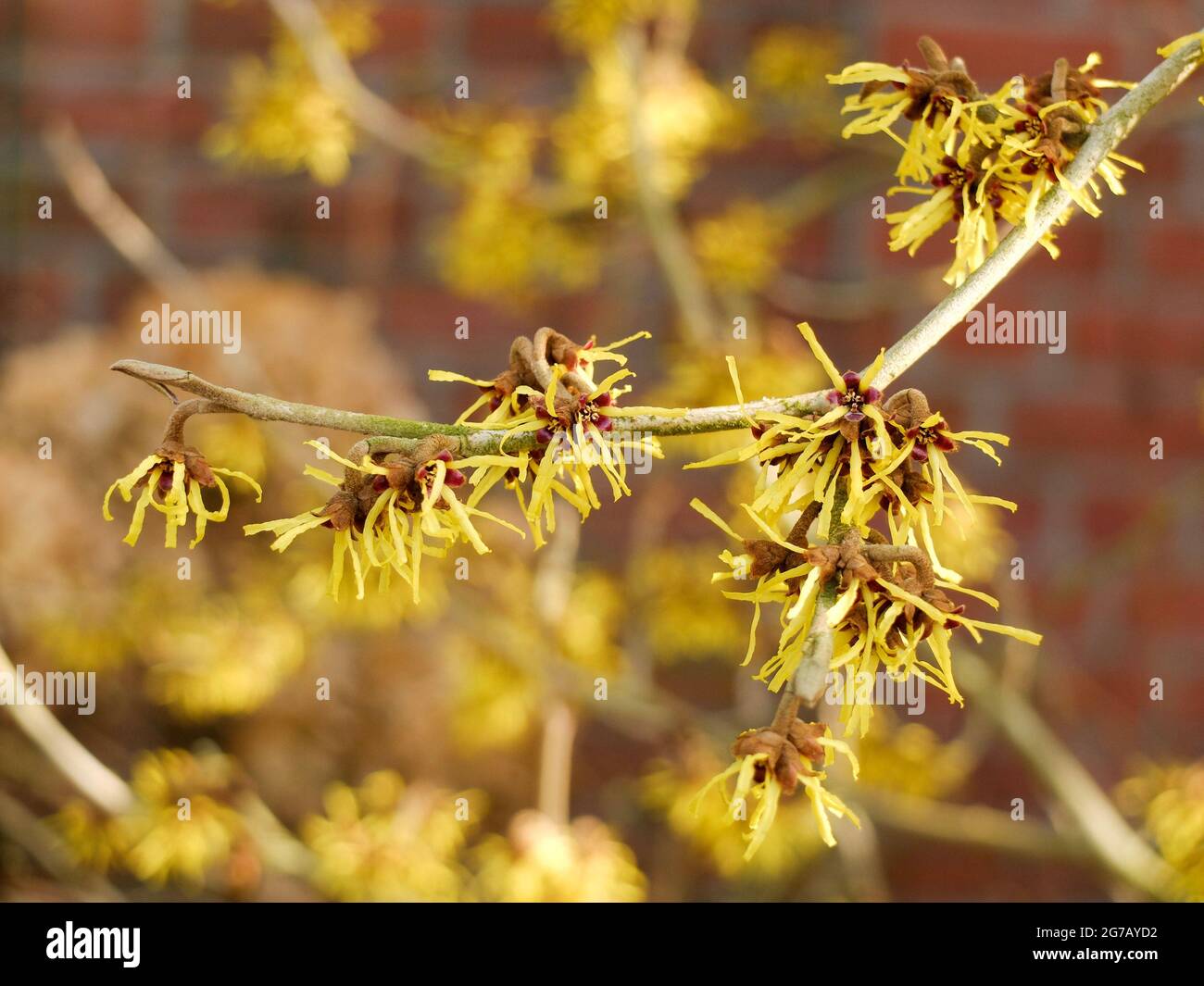 Yellow witch hazel (Hamamelis intermedia Stock Photo - Alamy