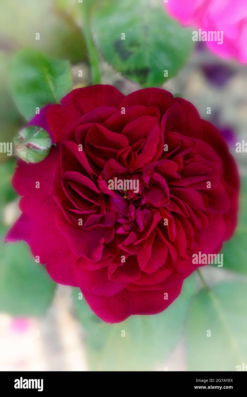 Darcey bussell rose hi-res stock photography and images - Alamy