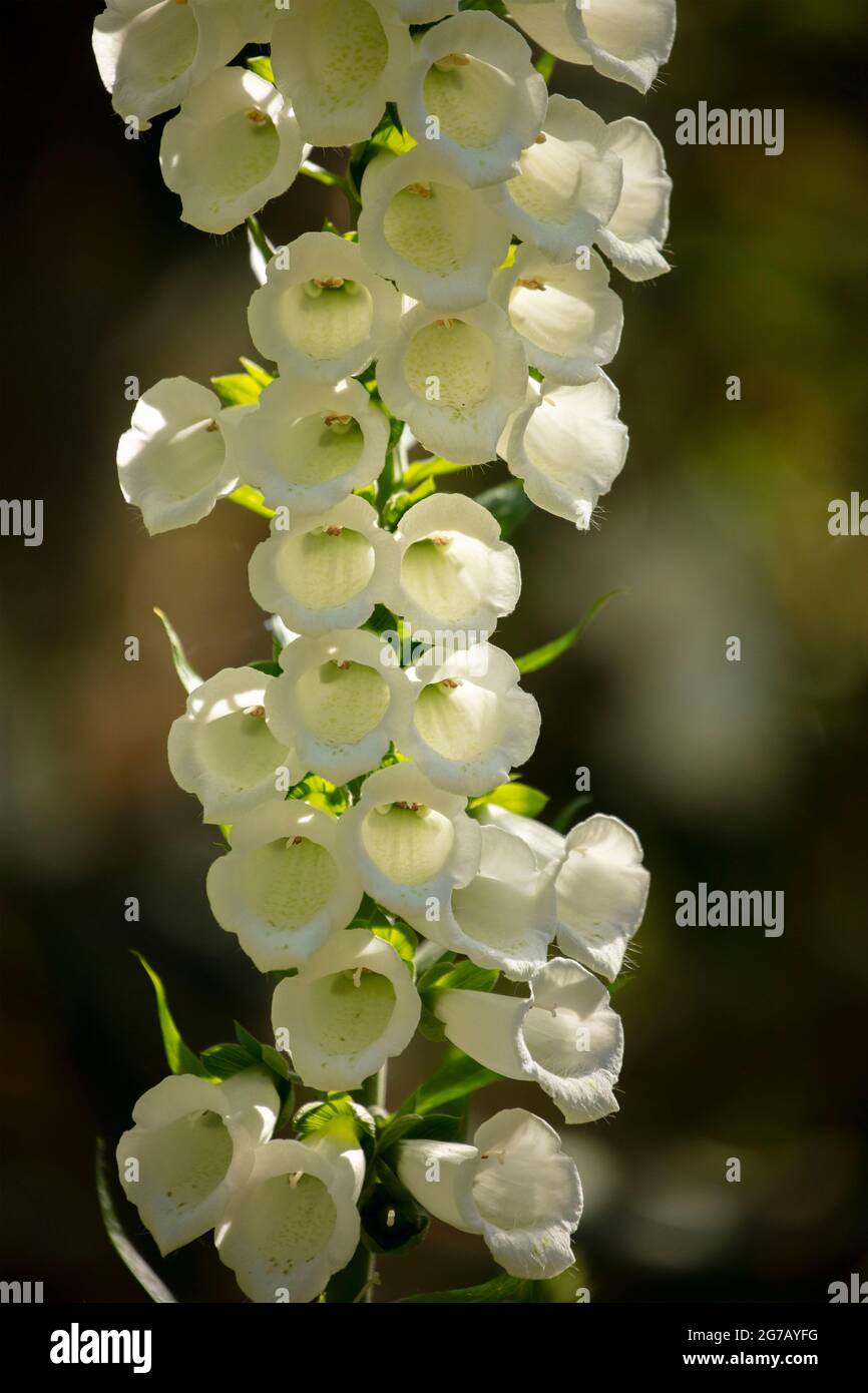 Massed foxgloves, Digitalis purpurea in a wider landscape setting in ...