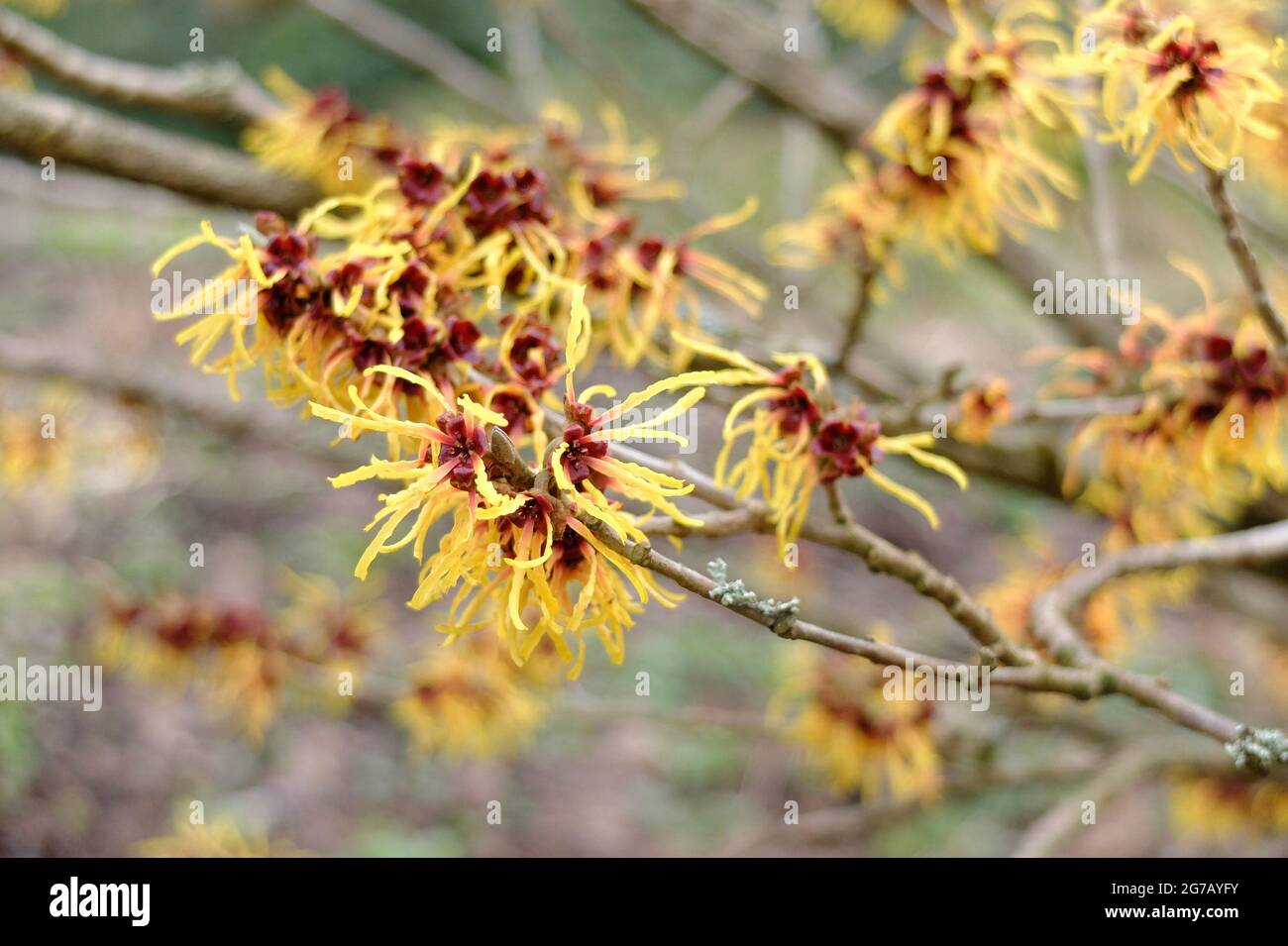 The witch hazel 'Pallida' (Hamamelis x intermedia Stock Photo - Alamy