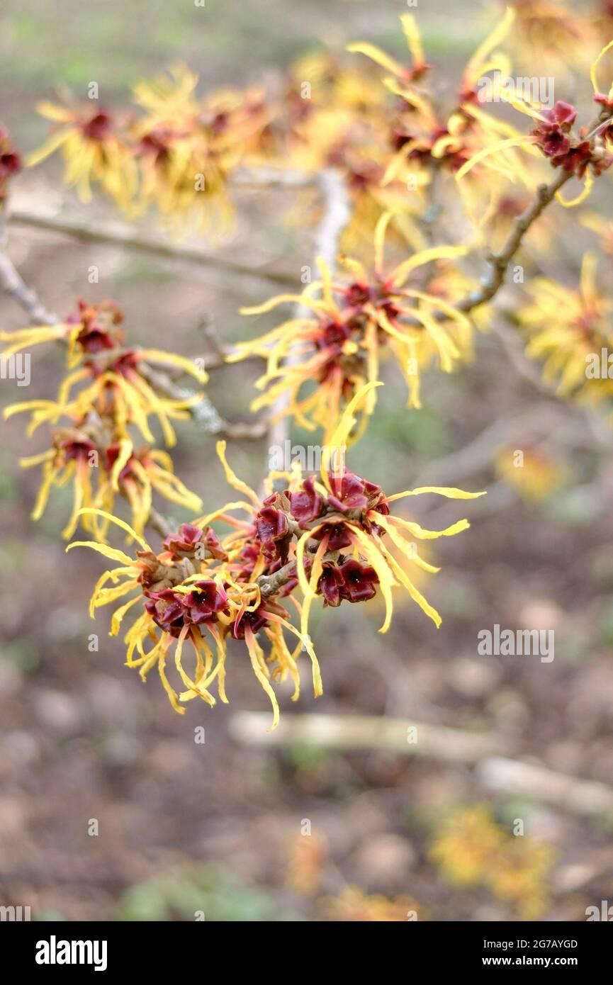 Hamamelis x intermedia pallida hi-res stock photography and images - Alamy