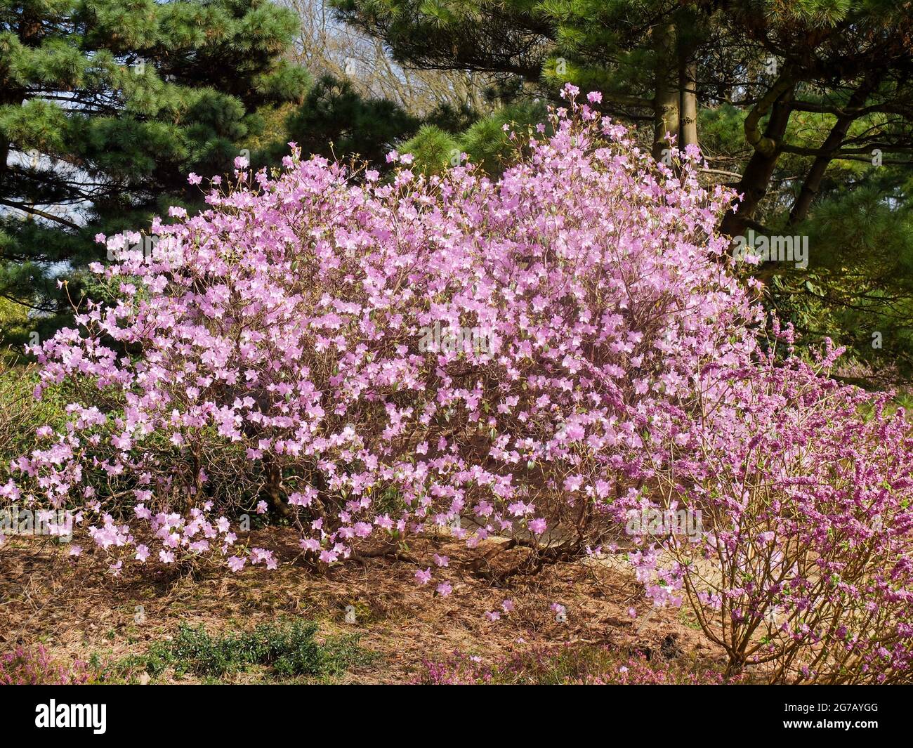 The rhododendron "Praecox", early spring alpine rose Stock Photo - Alamy