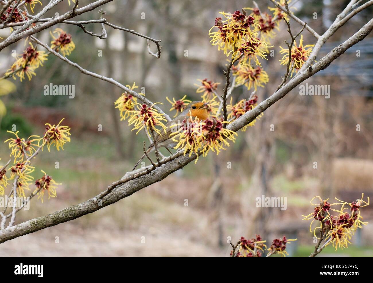 The witch hazel 'Pallida' (Hamamelis x intermedia) with robins ...