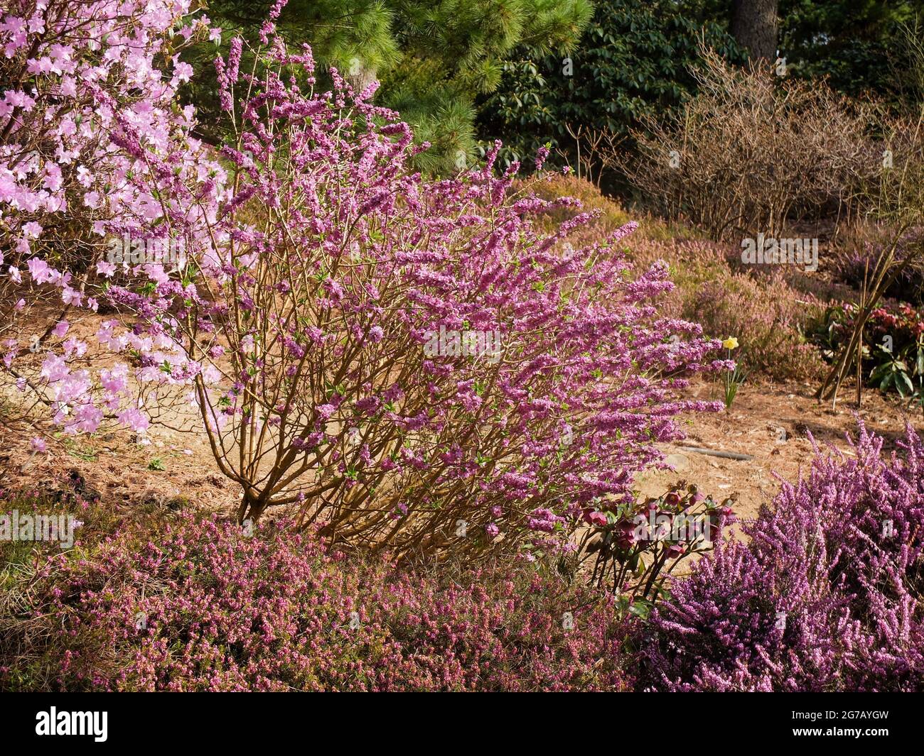 Daphne plants hi-res stock photography and images - Alamy