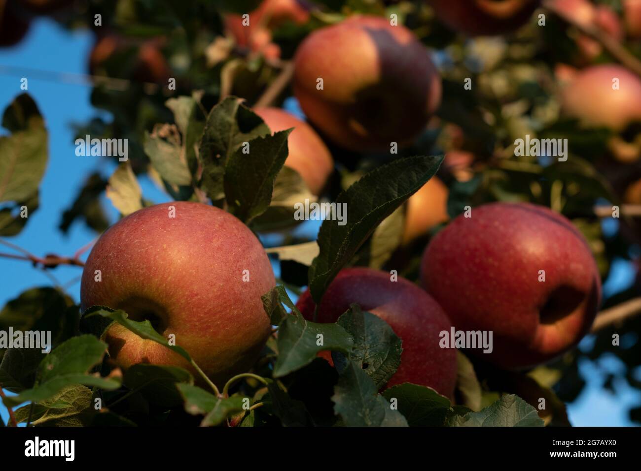 Apples italy apple tree hi-res stock photography and images - Alamy