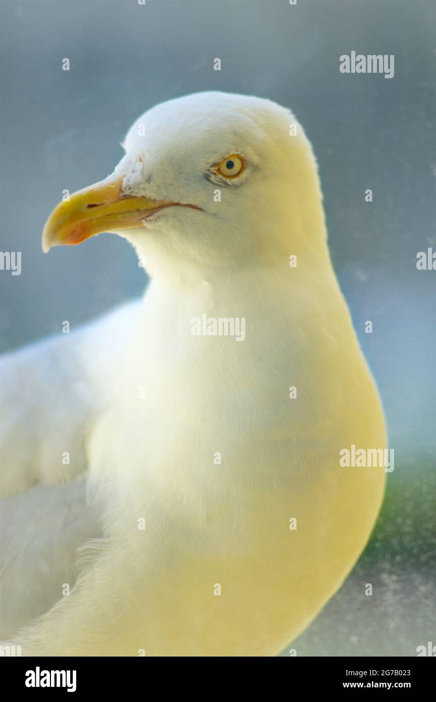 Inquisitive seagull peering in through a window, Brighton & Hove ...