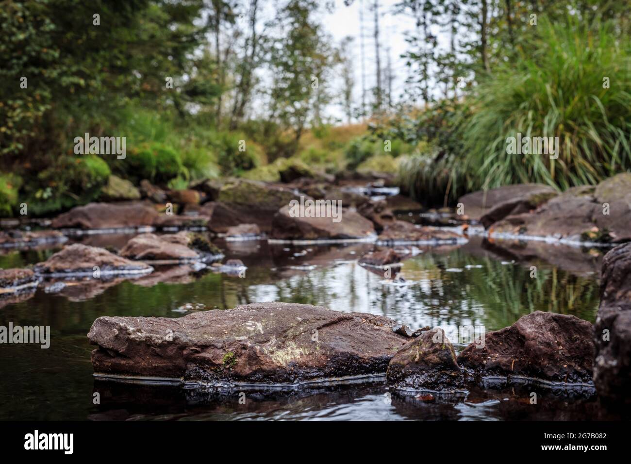 River in the High Fens, High Fens, Belgium Stock Photo - Alamy