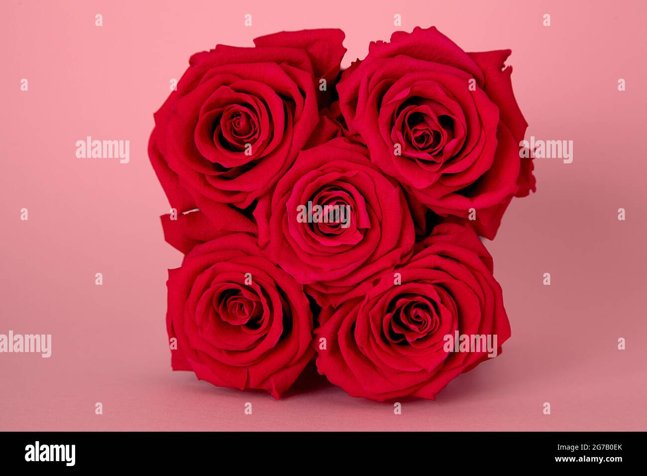 Red infinity roses on a pink background Stock Photo - Alamy