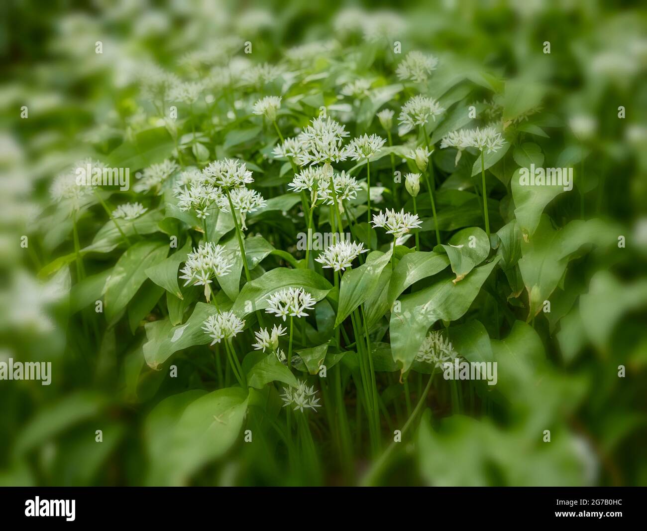 Allium ursinum, ramsons, buckrams, wild garlic, broad-leaved garlic ...
