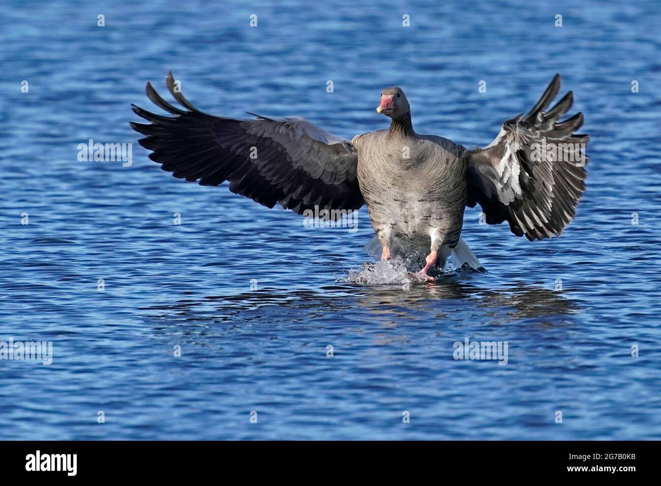 Greylag goose anser anser flying on a lake hi-res stock photography and ...