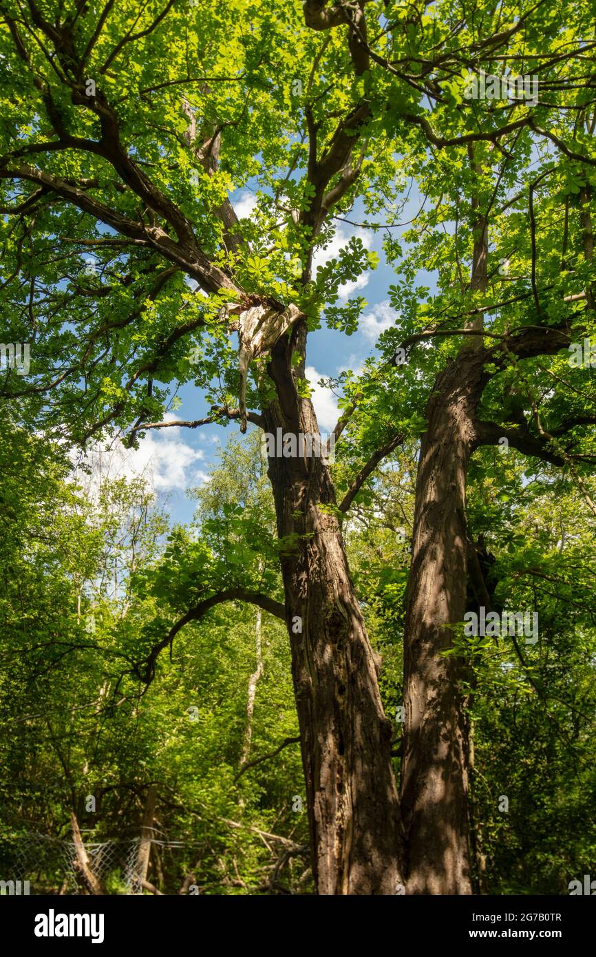 Sunny woodland treescape beckoning health, wellness and the environment ...