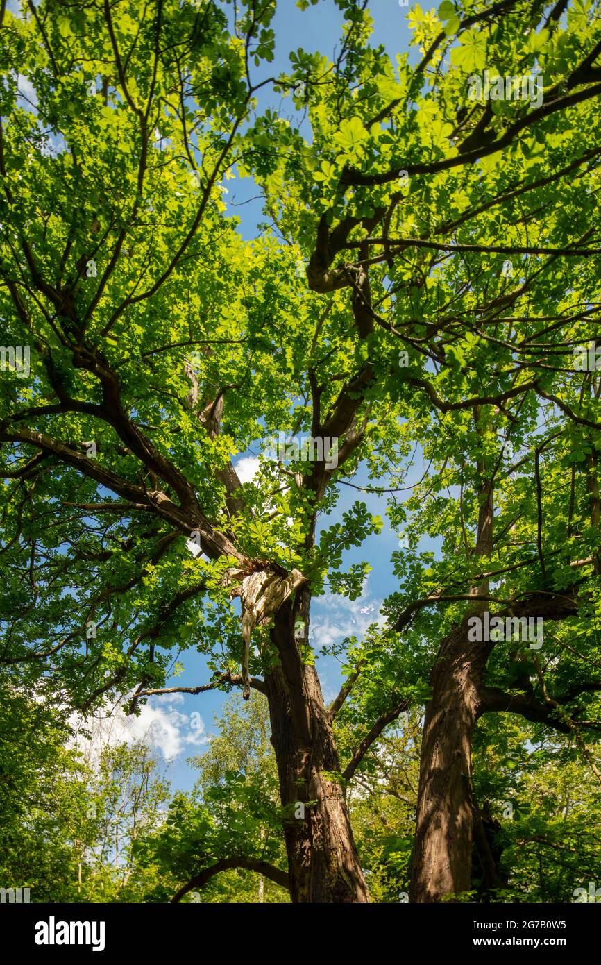 Sunny woodland treescape beckoning health, wellness and the environment ...