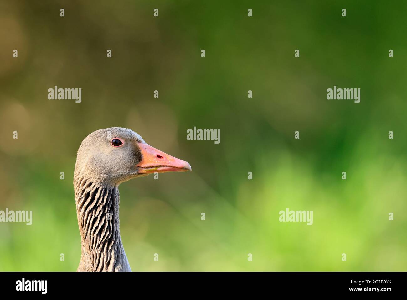 Observant animal High Resolution Stock Photography and Images - Alamy