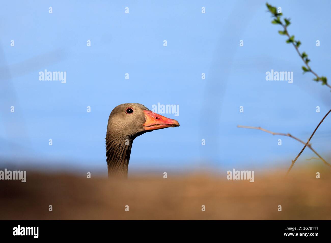 Observant animal High Resolution Stock Photography and Images - Alamy
