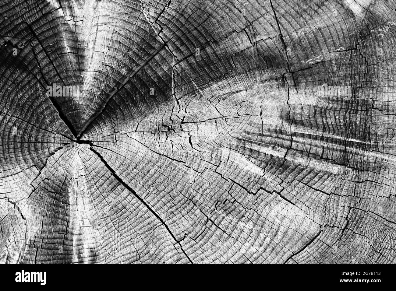 Cross section conifer tree Black and White Stock Photos & Images - Alamy