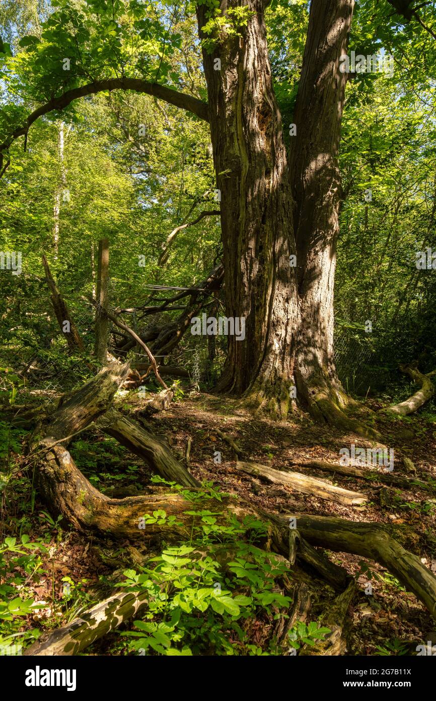 Sunny woodland treescape beckoning health, wellness and the environment ...