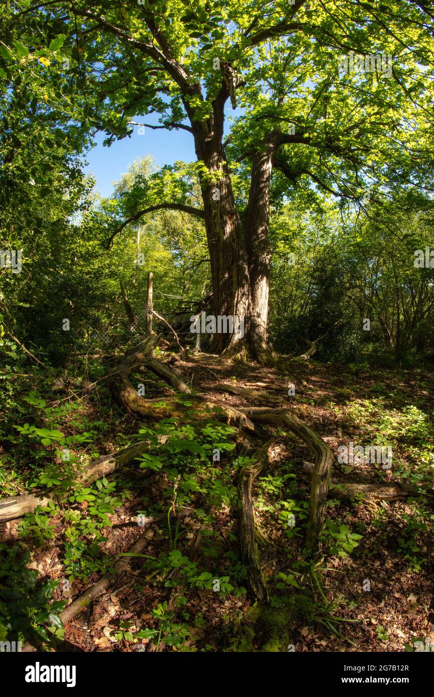 Sunny woodland treescape beckoning health, wellness and the environment ...