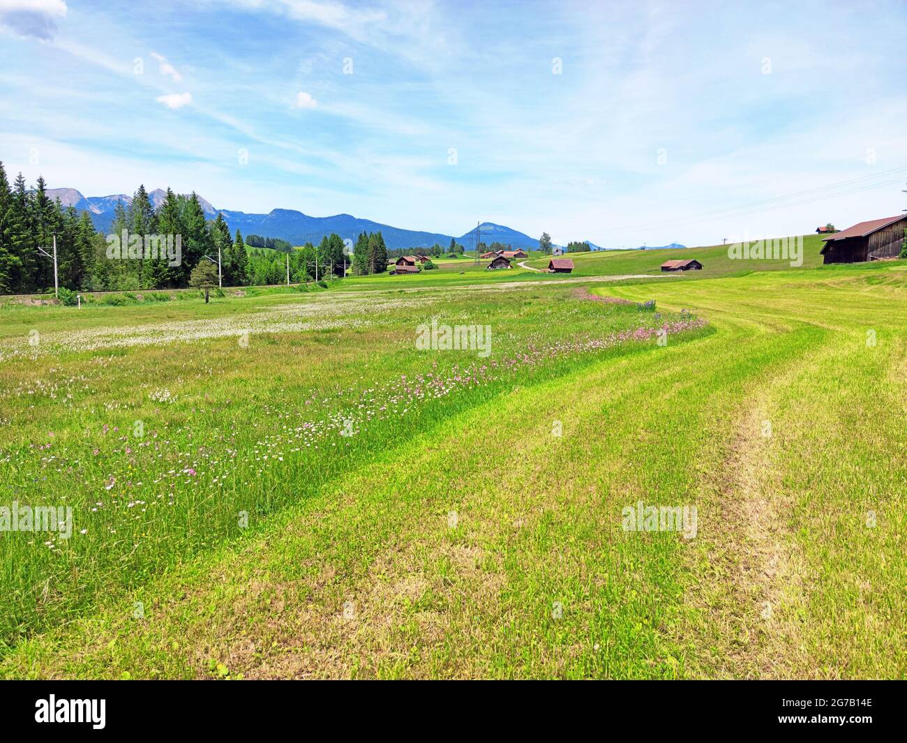 freshly mown feeding meadow borders a wet meadow with typical flowers ...