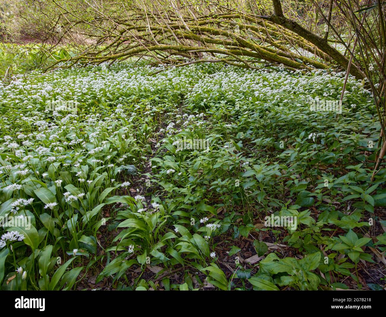Allium ursinum, ramsons, buckrams, wild garlic, broad-leaved garlic ...