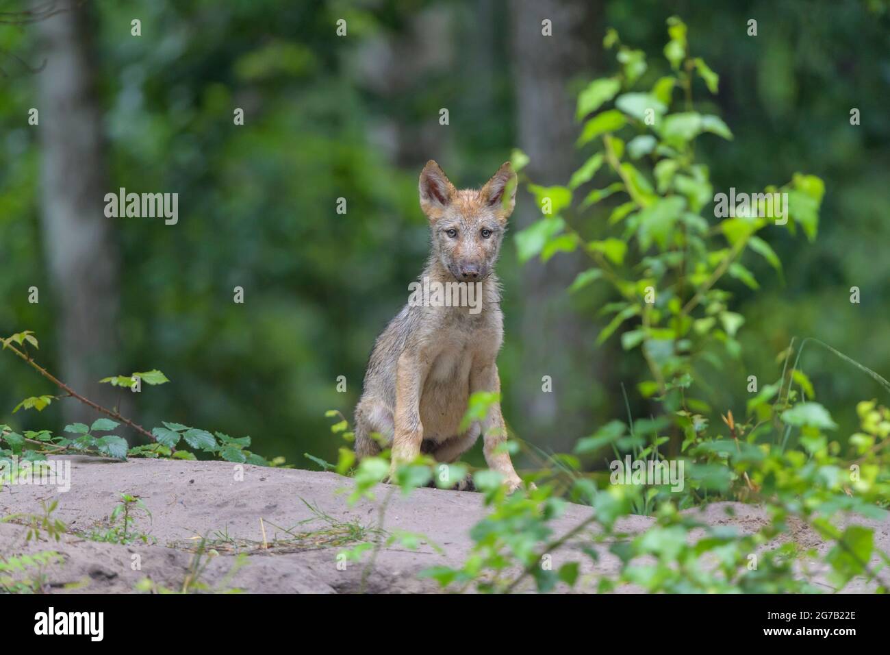 Gray wolf cub hi-res stock photography and images - Alamy