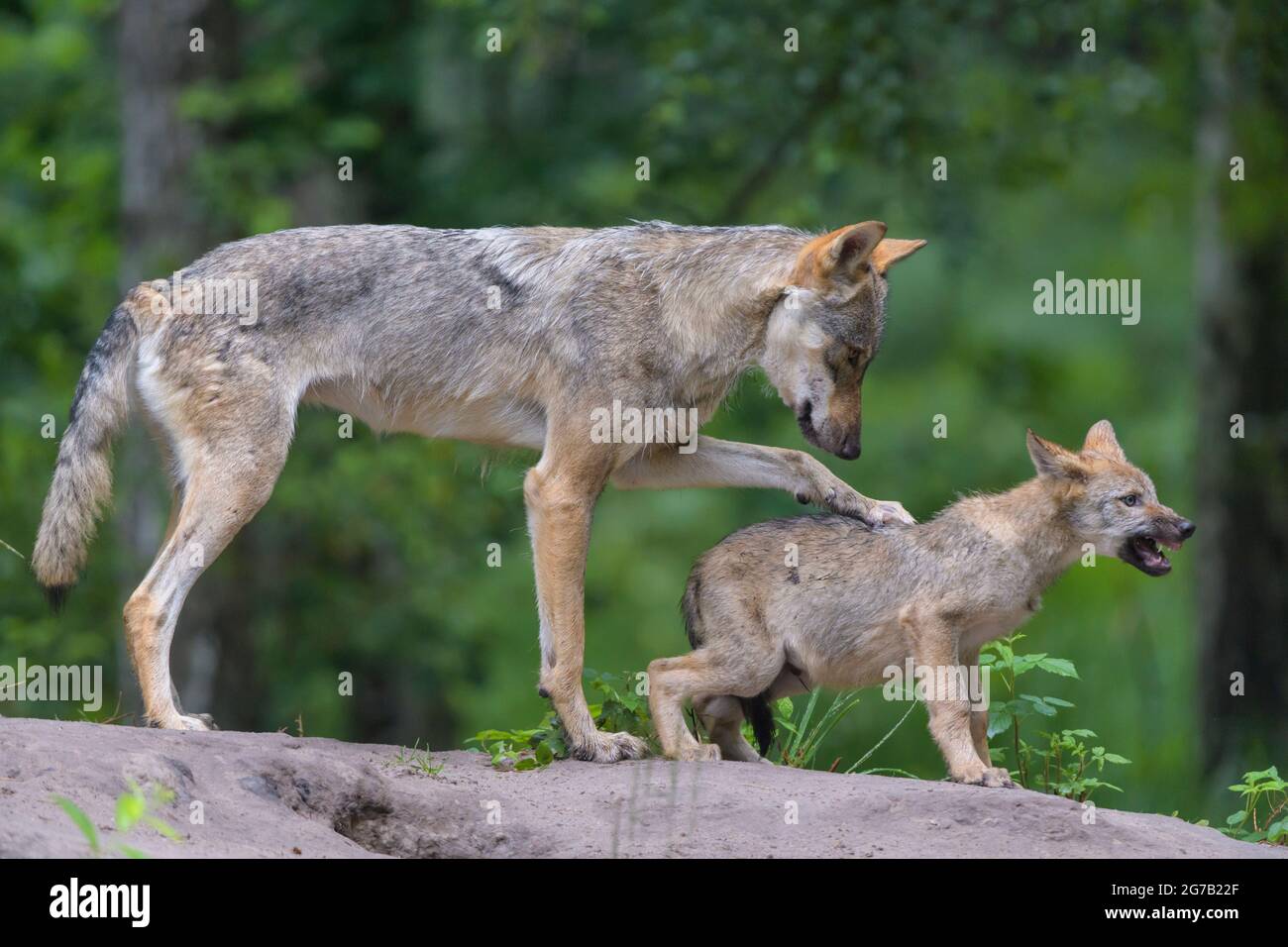 Grey wolf cub hi-res stock photography and images - Alamy