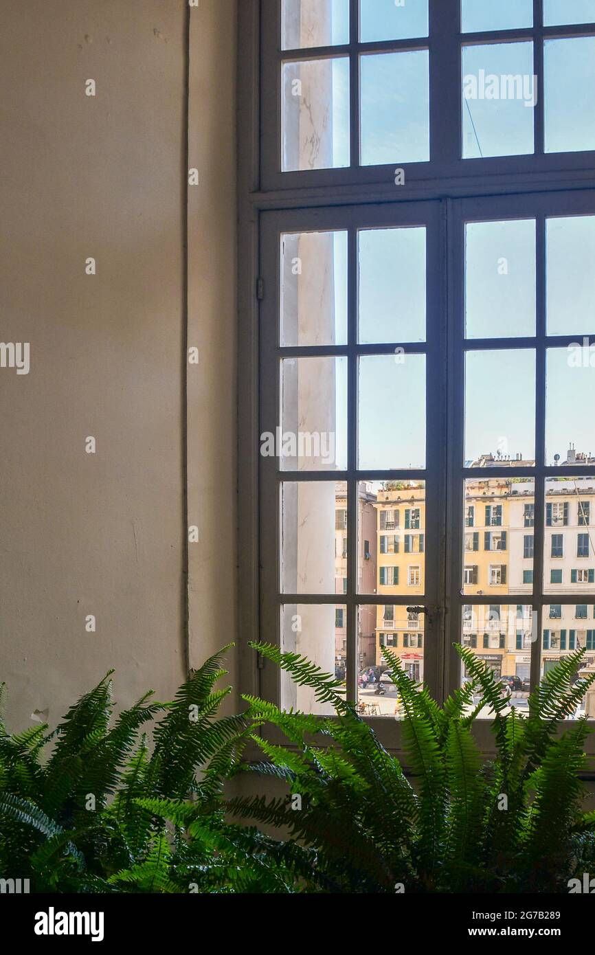 Wall fern gardening hi-res stock photography and images - Alamy