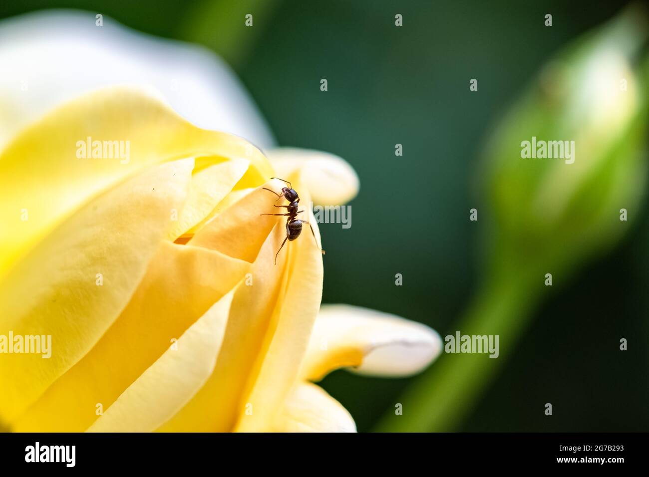 Yellow rosebud hi-res stock photography and images - Alamy