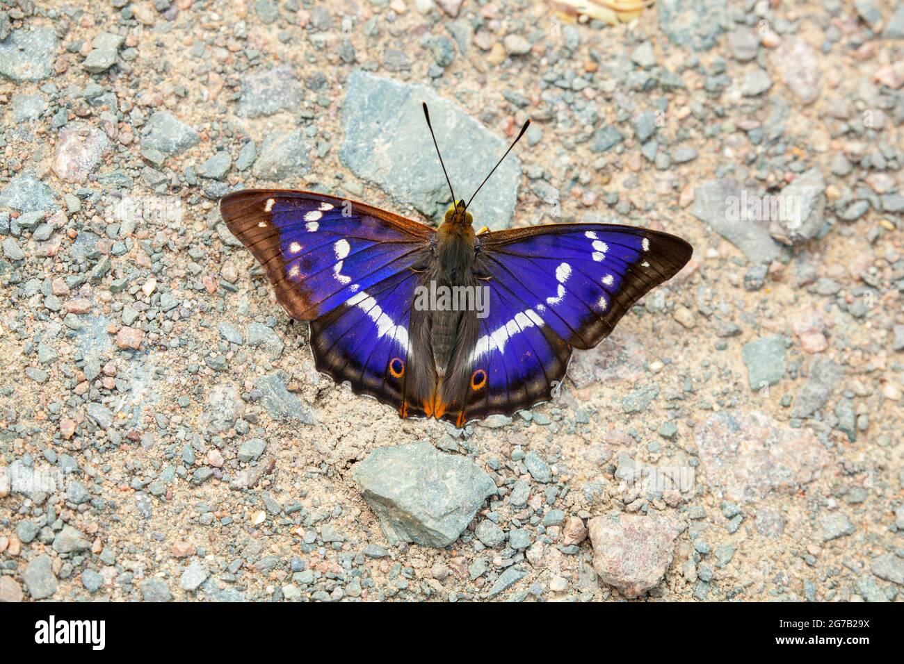Purple Emperor butterfly Apatura iris on the ground floor path taking ...