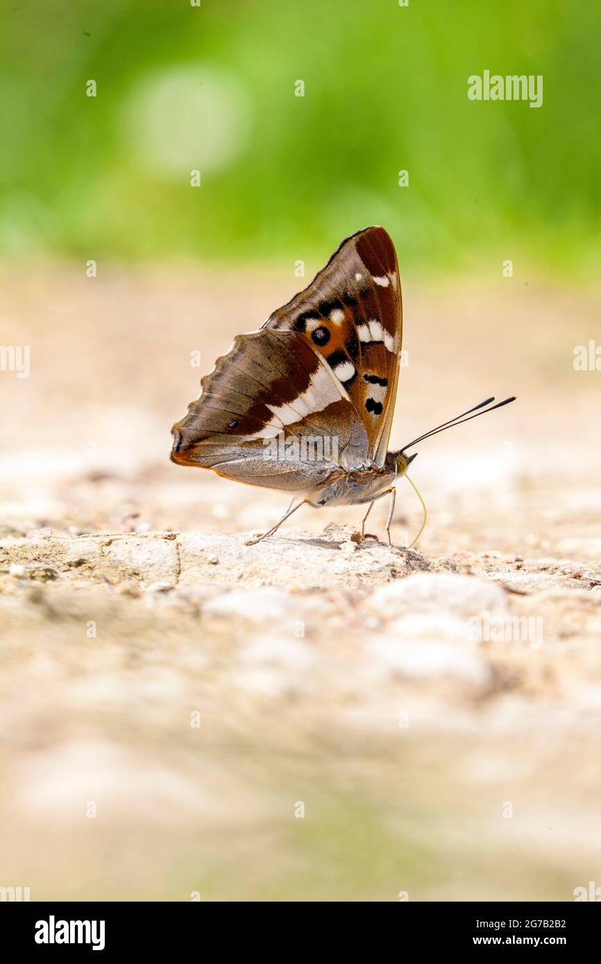 Purple emperor butterfly hi-res stock photography and images - Alamy
