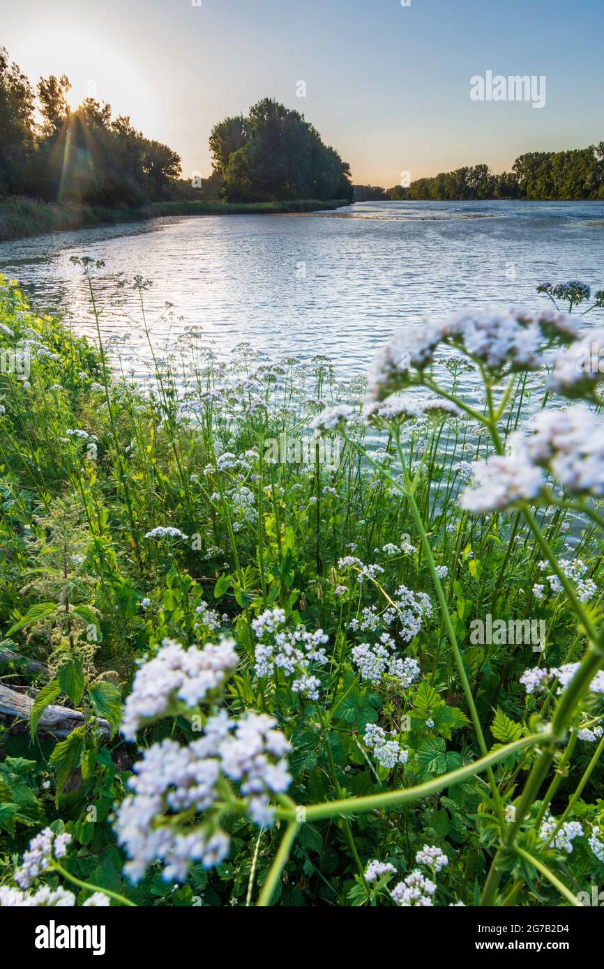 Oxbow lake kuhworter wasser in floodplain lobau hi-res stock ...