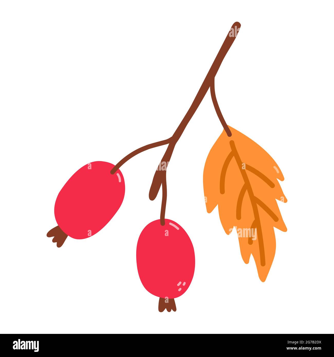 Yellow red rose briar Cut Out Stock Images & Pictures - Alamy