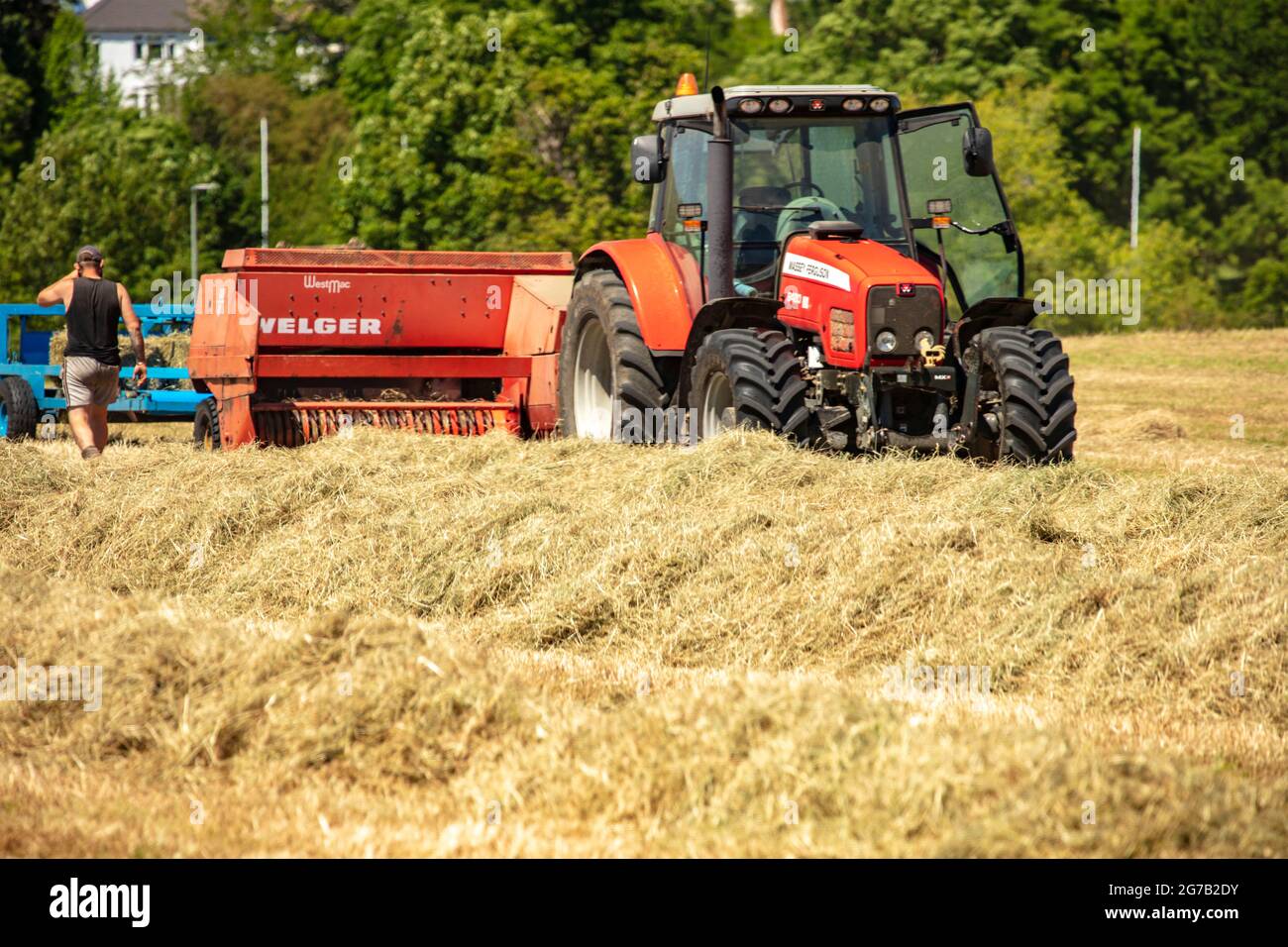 Haymaking with machines in a semi-urban farm, bright sunshine, blue sky ...