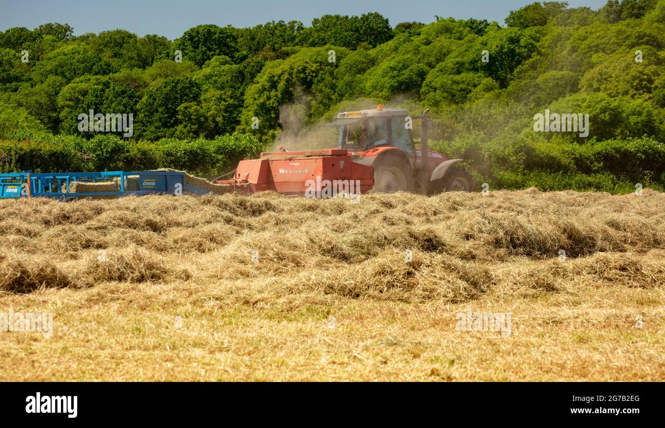 Haymaking with machines in a semi-urban farm, bright sunshine, blue sky ...