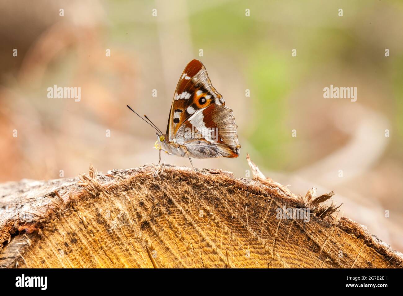 Butterfly on log hi-res stock photography and images - Alamy