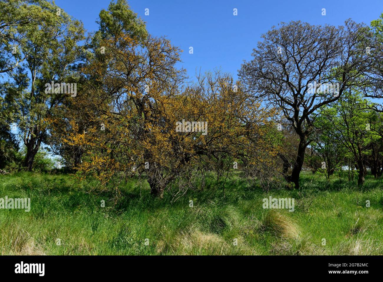 Calden, Prosopis Caldenia) in Pampas landscape, typical tree of the ...