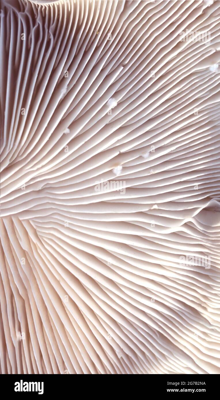 Texture of mushroom bottom among green moss. Macro photo of mushroom ...