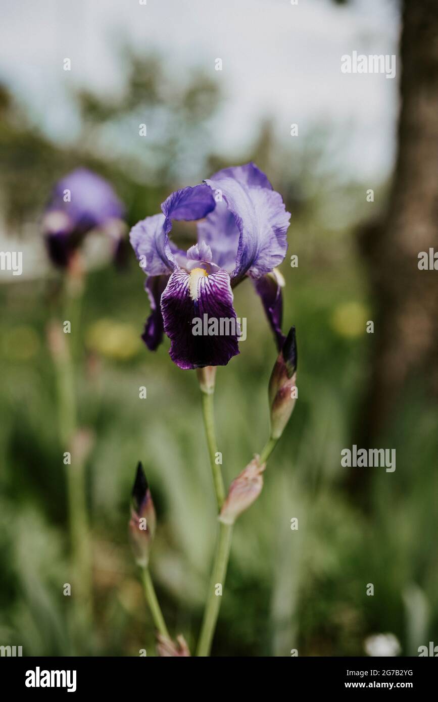 Blooming iris hi-res stock photography and images - Alamy