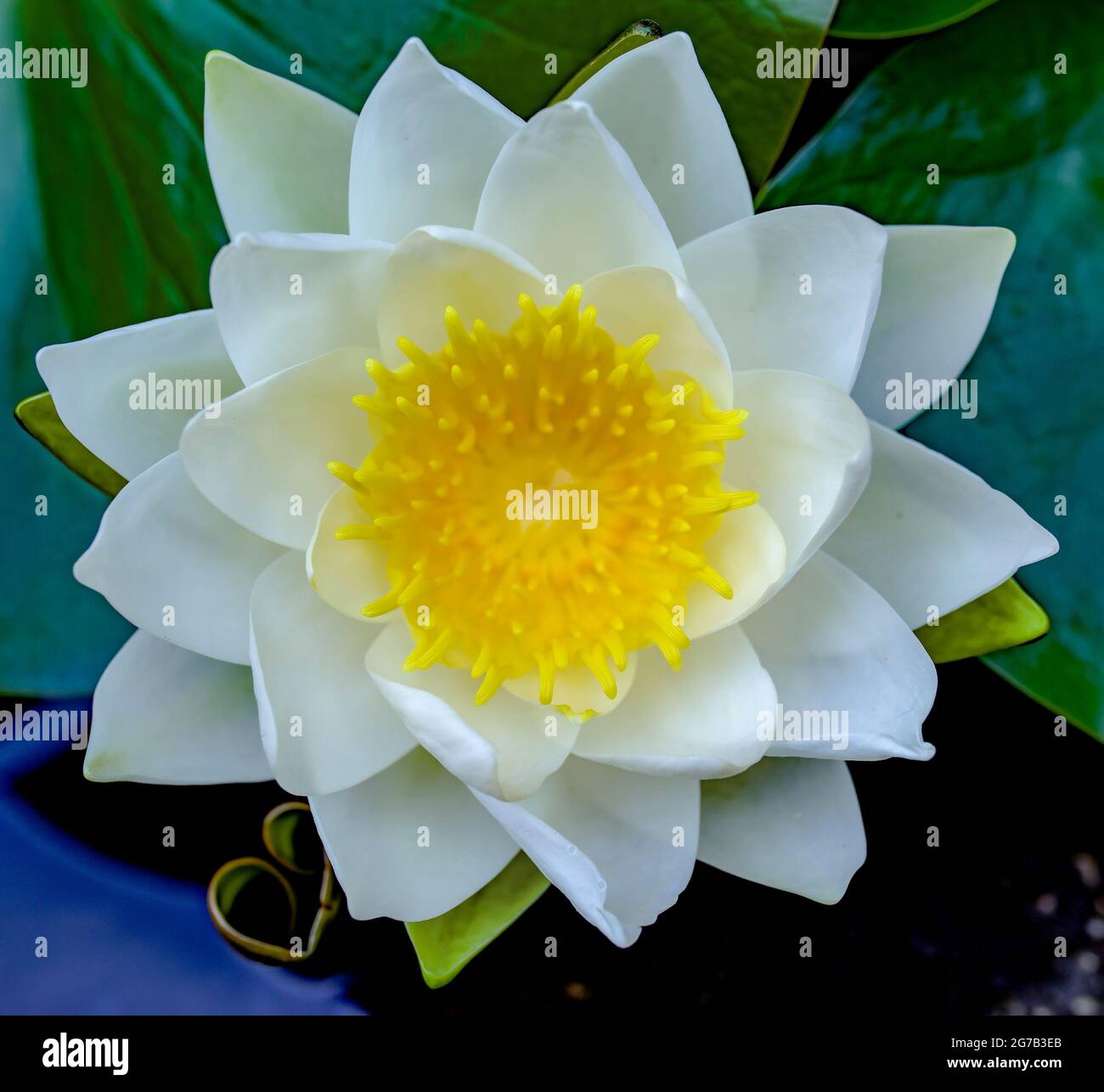 Beautiful, white water lily or lotus flower in a pond Stock Photo - Alamy