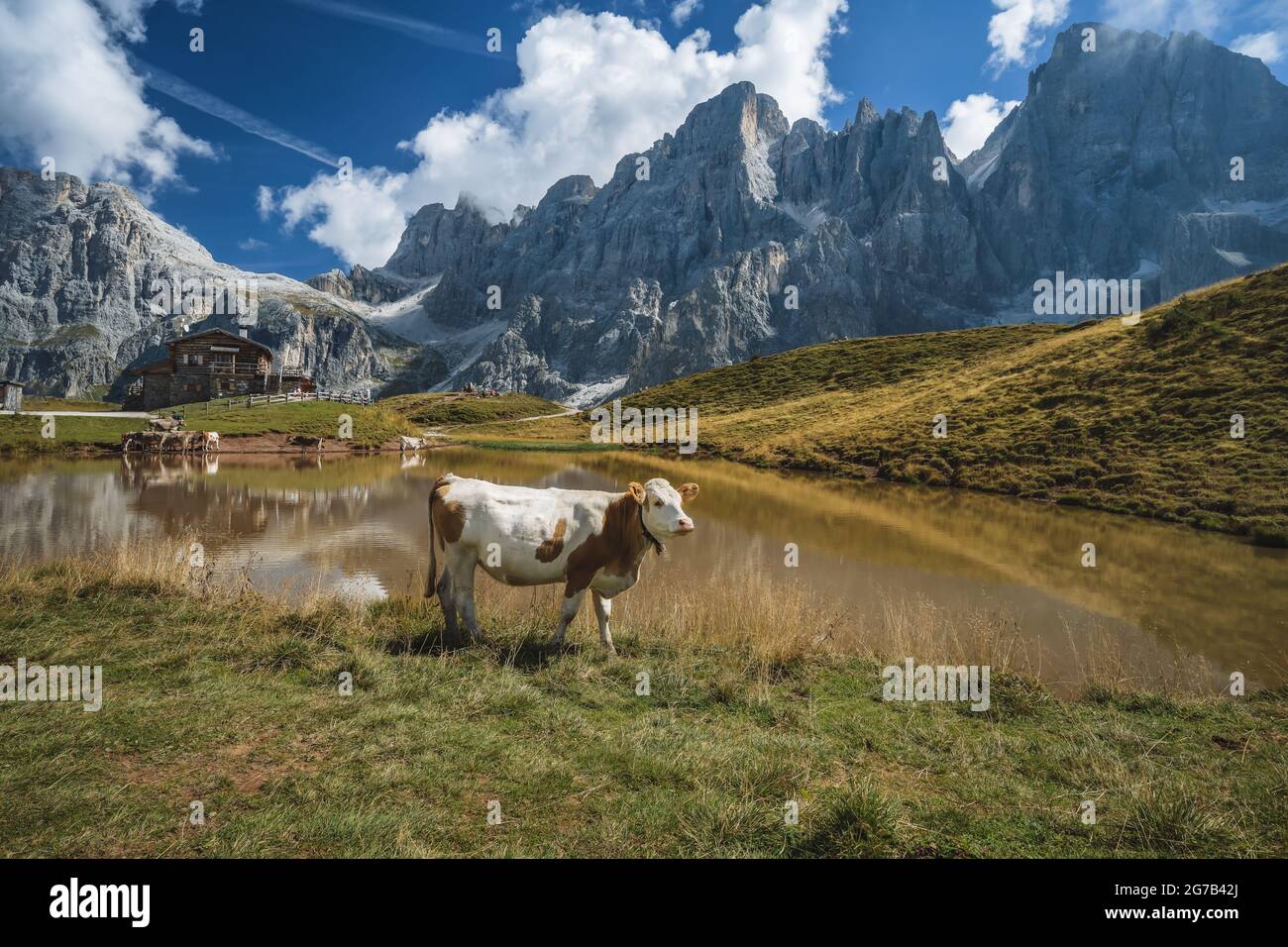 A cow close to lake at Baita Segantini mountain with Cimon della Pala ...