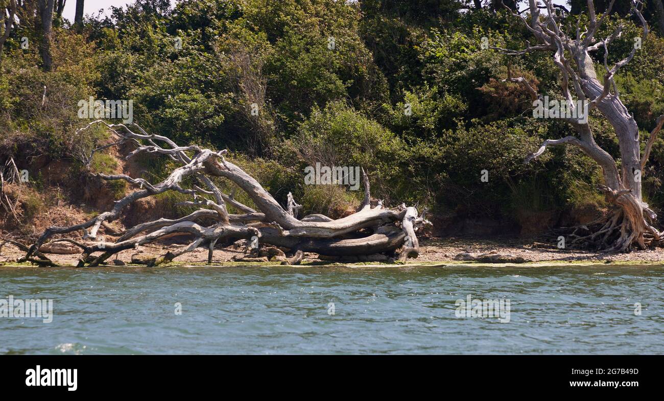 Evidence of erosion along the shoreline of Chichester Harbour Stock ...