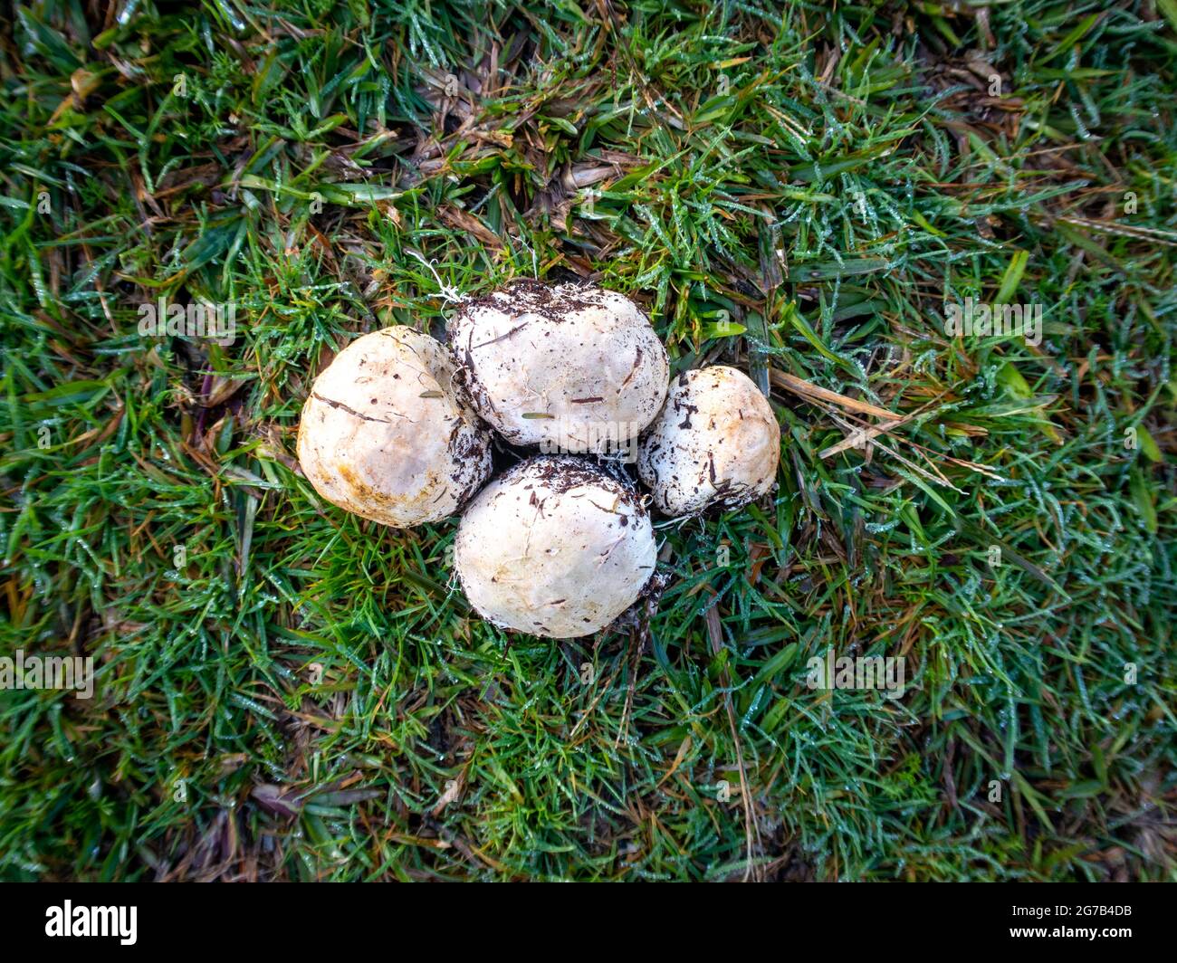 Saprobic species of mushroom hi-res stock photography and images - Alamy